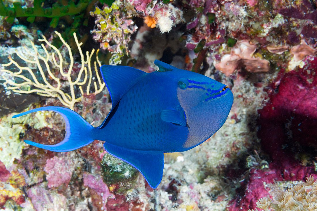 Exploring the Fascinating World of Triggerfish