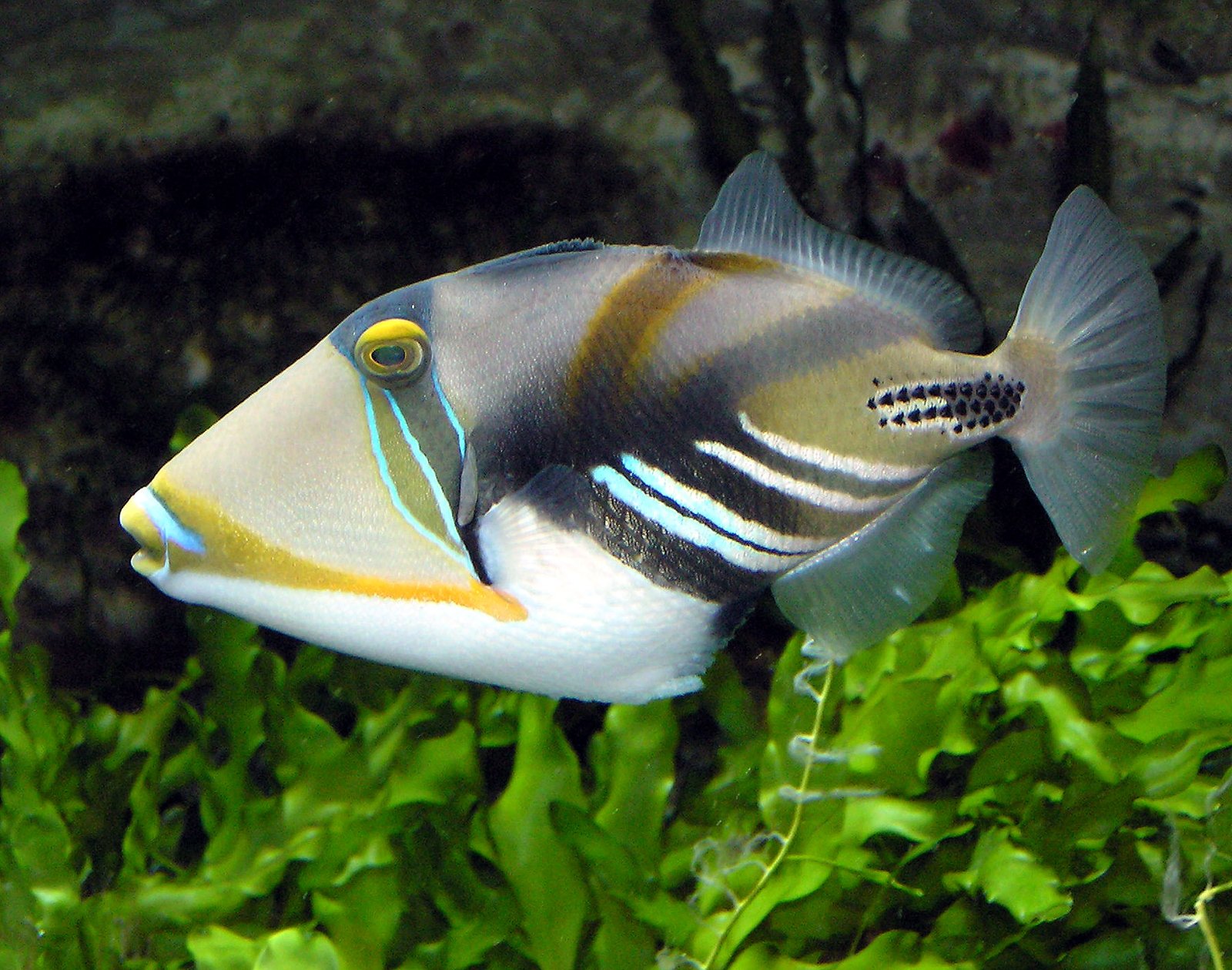 Exploring the Fascinating World of Triggerfish