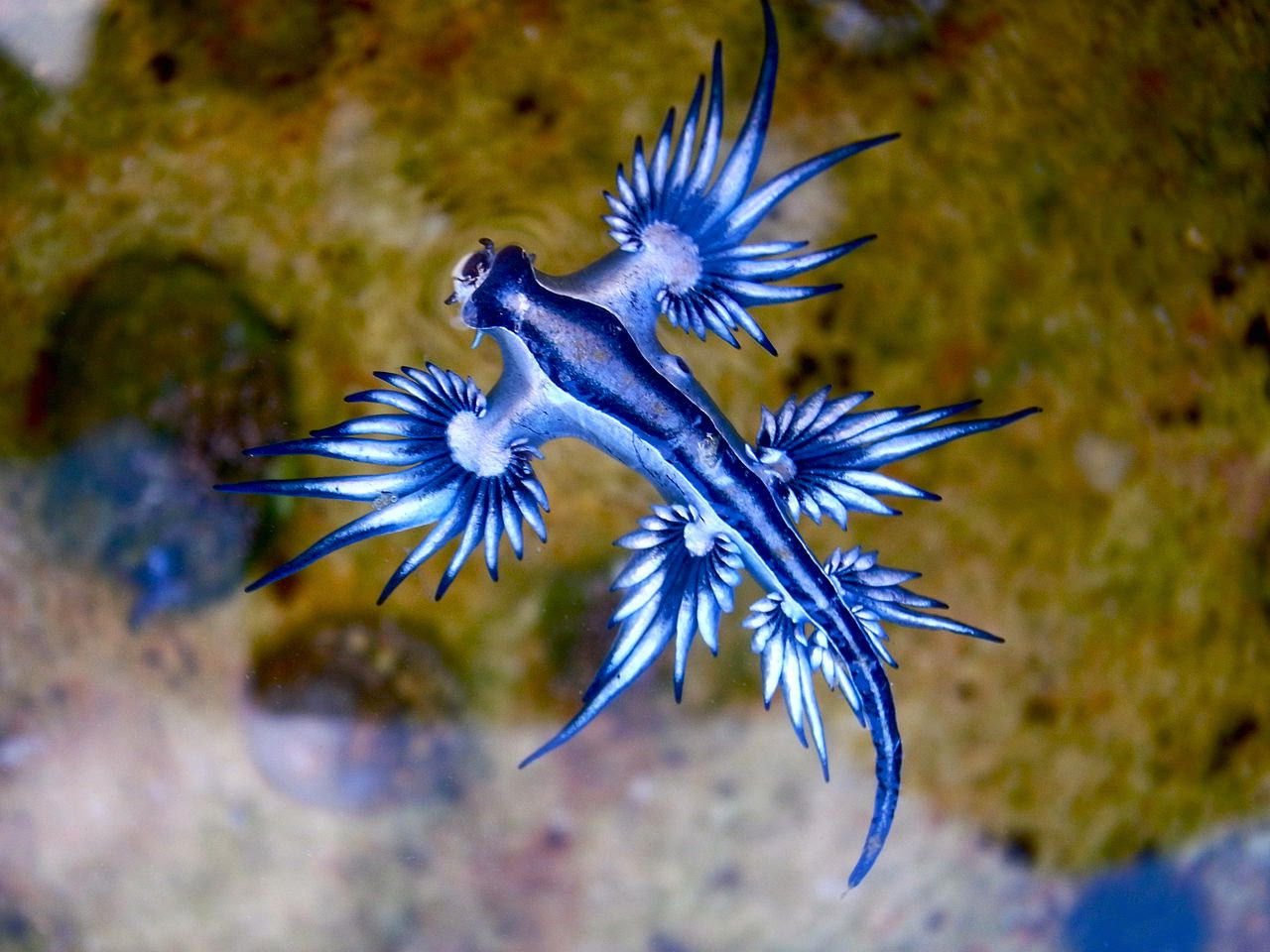 Exploring the Fascinating World of Nudibranchs: Nature’s Colorful Sea Slugs