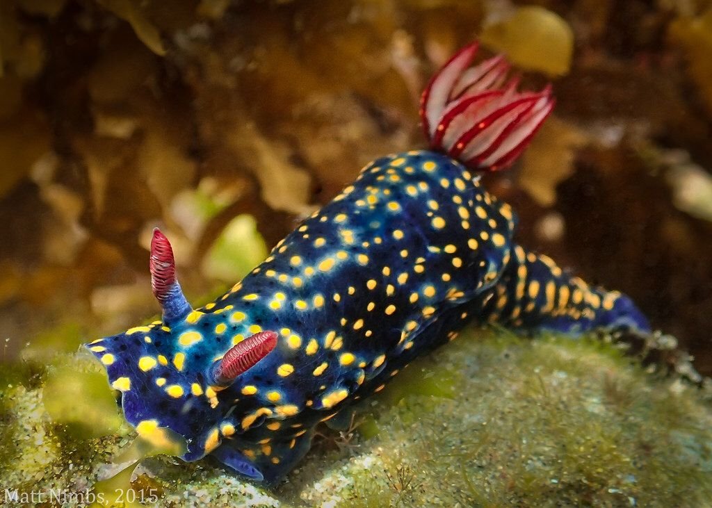 Exploring the Fascinating World of Nudibranchs: Nature’s Colorful Sea Slugs